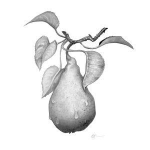 Botanical Pear Drawing Print (digital Fruit Artwork) - Etsy