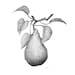 Botanical Pear Drawing Print (digital Fruit Artwork) - Etsy