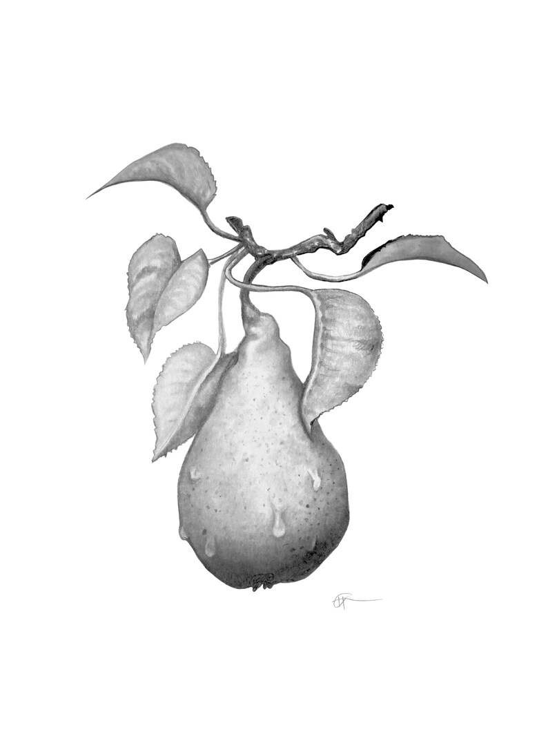 Botanical Pear Drawing Print (digital Fruit Artwork) - Etsy