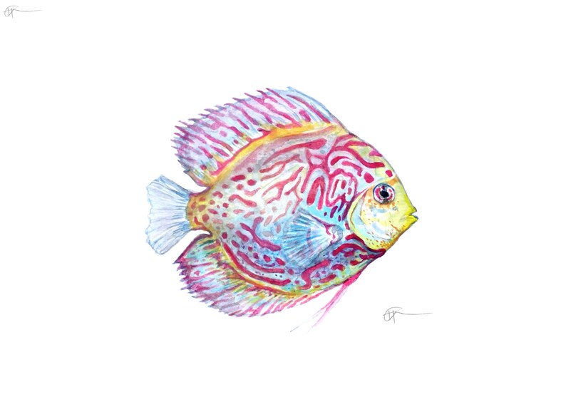 Gouache Discus Fish Artwork (digital Print) - Etsy