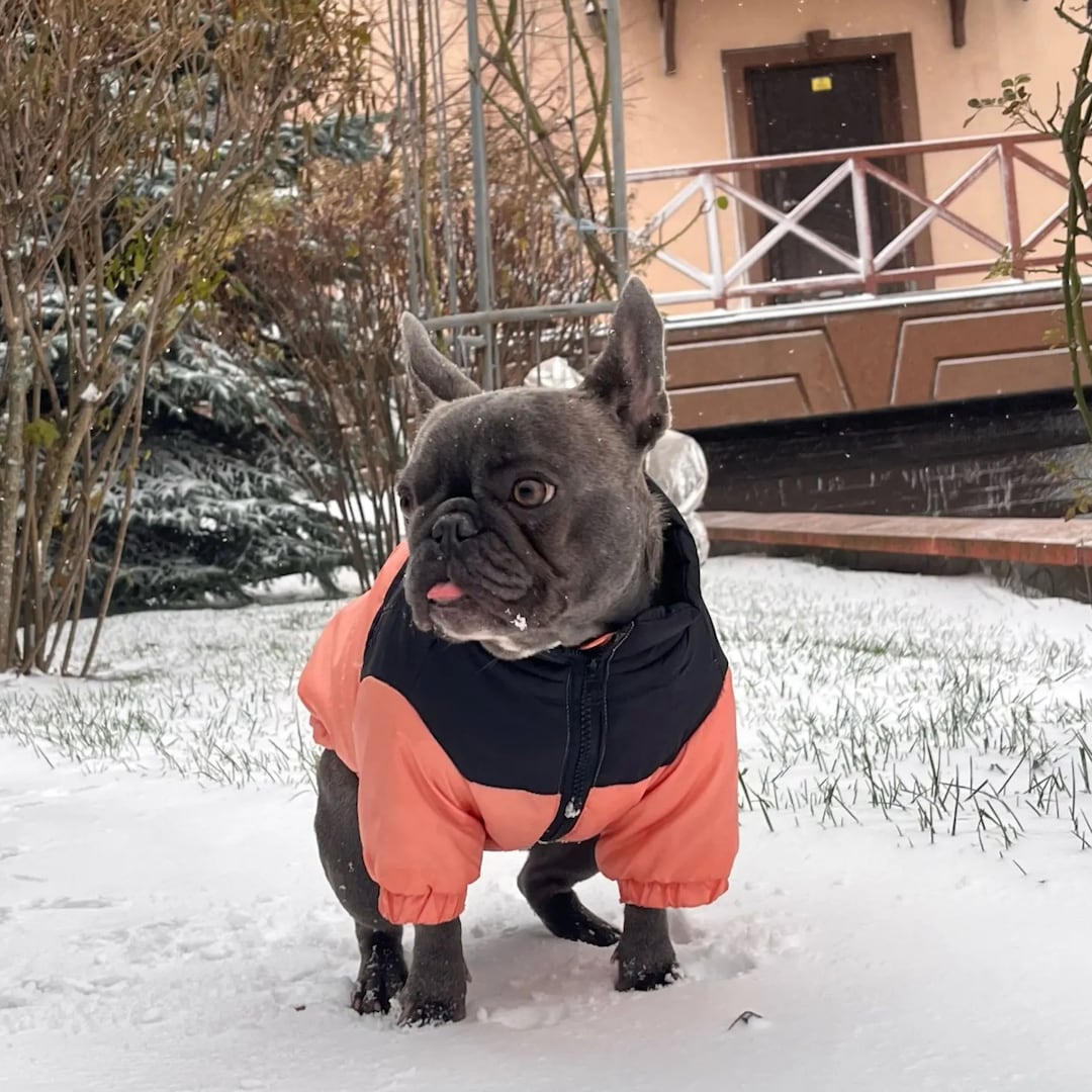 Dog Jacked, Dog Clothes, Windproof Dog Jacket, Premium Dog Clothes - Etsy