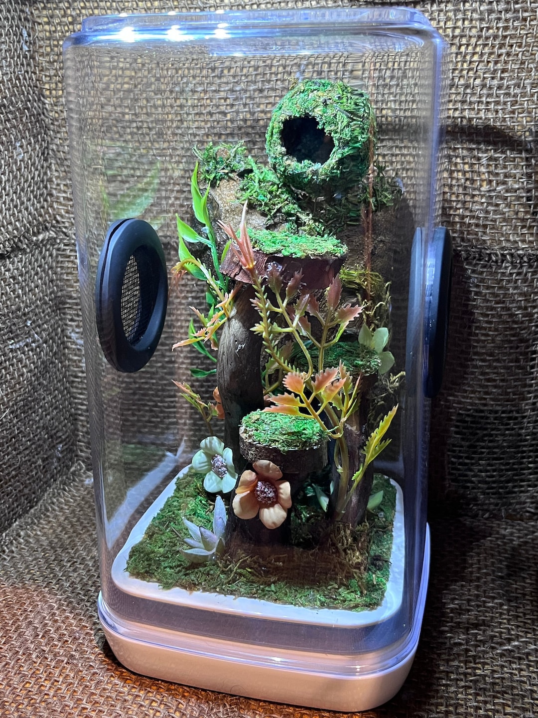 Jumping Spider Enclosure - Etsy