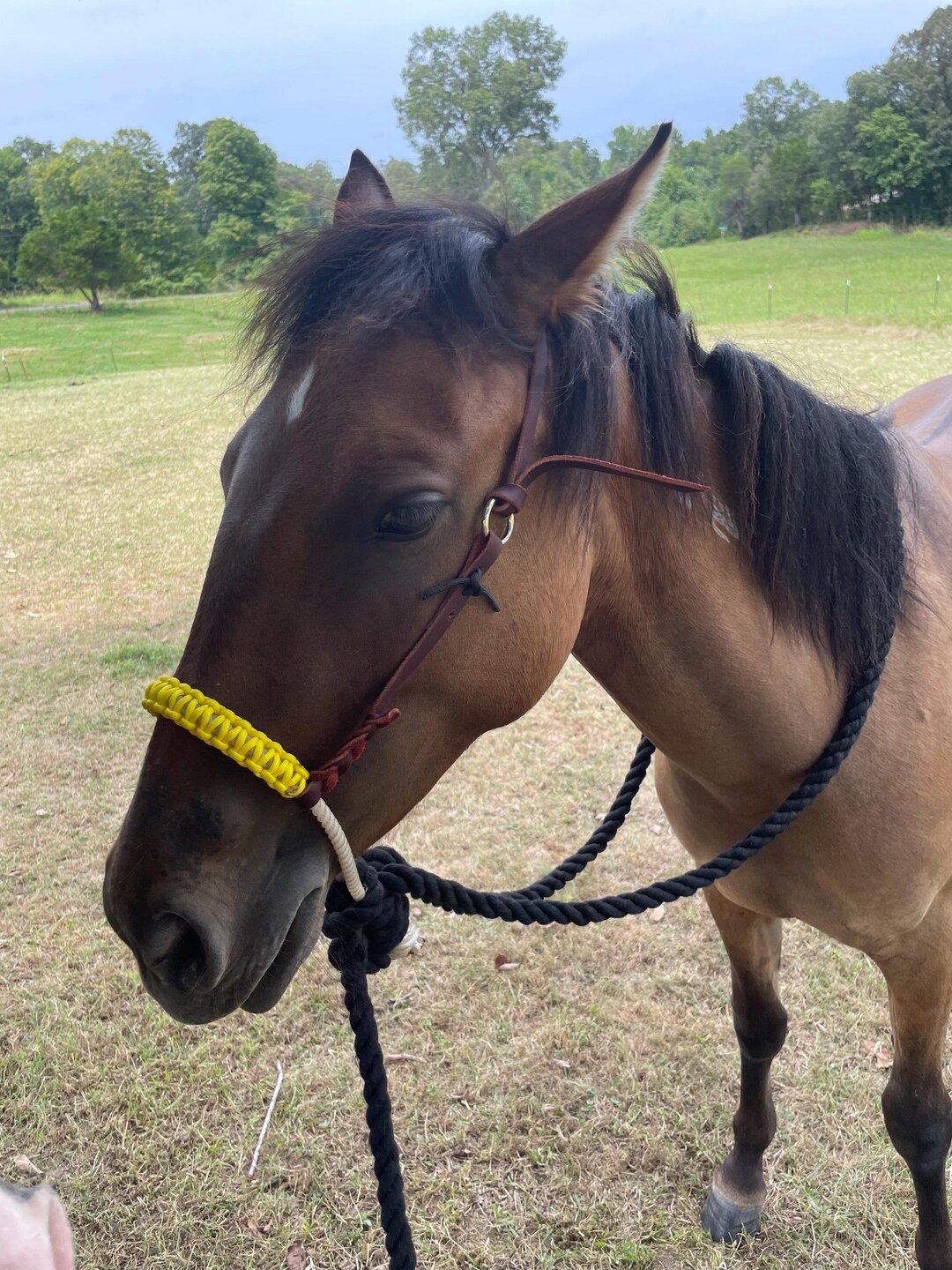 Complete Hackamore Set, Soft and Supple Cotton Reins, Lariat Bosal ...