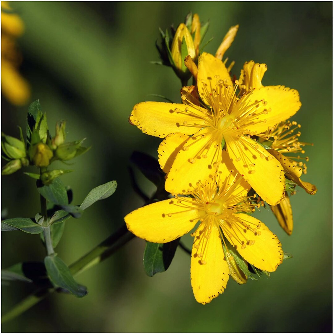 Great St. Johns Wort Seeds Medicinal Herb, Flower hypericum Pyramidatum ...