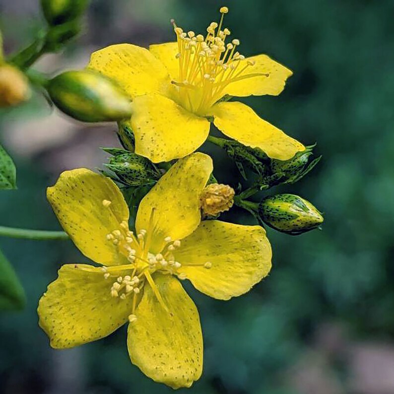 Great St. Johns Wort Seeds Medicinal Herb, Flower hypericum Pyramidatum ...