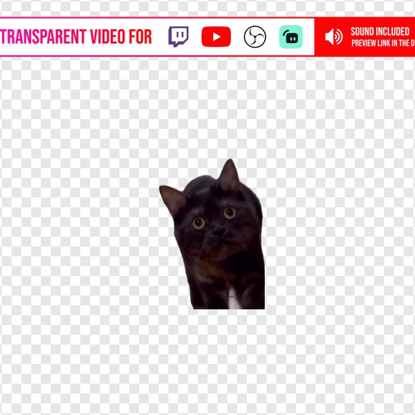 Cat Meme - Etsy