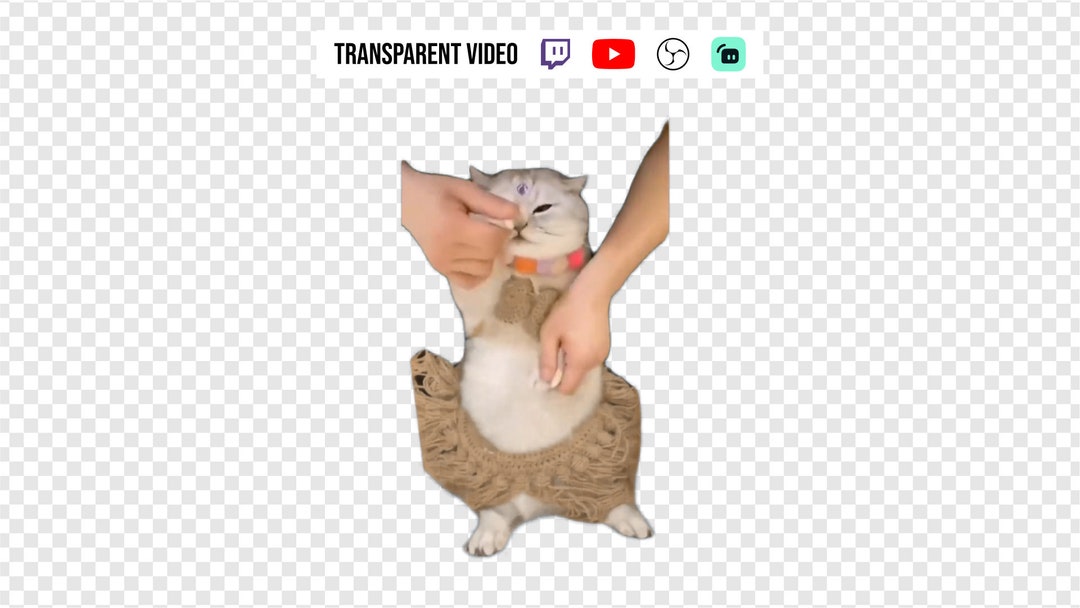 Transparent Stream Alert Video Background Dancing Cat Meme Decoration ...