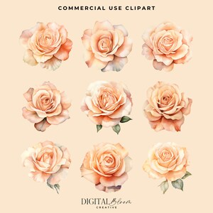 Pastel Peach Rose Flower Clipart Floral Baby Shower Roses PNG Graphics ...