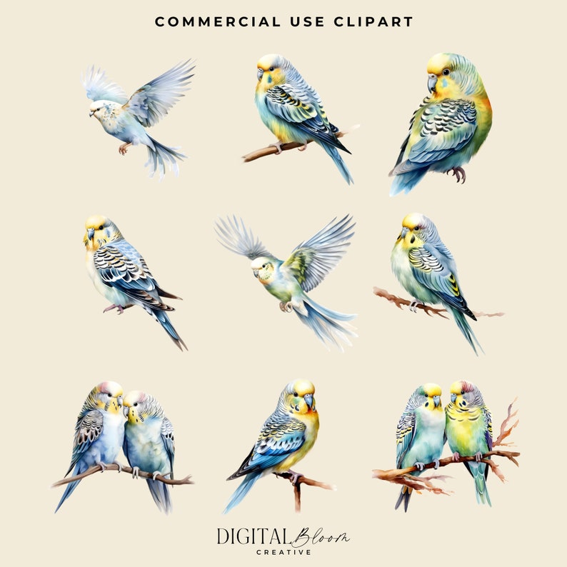 Budgie Clipart Pastel Spring Birds Clip Art Parakeet PNG Graphics ...