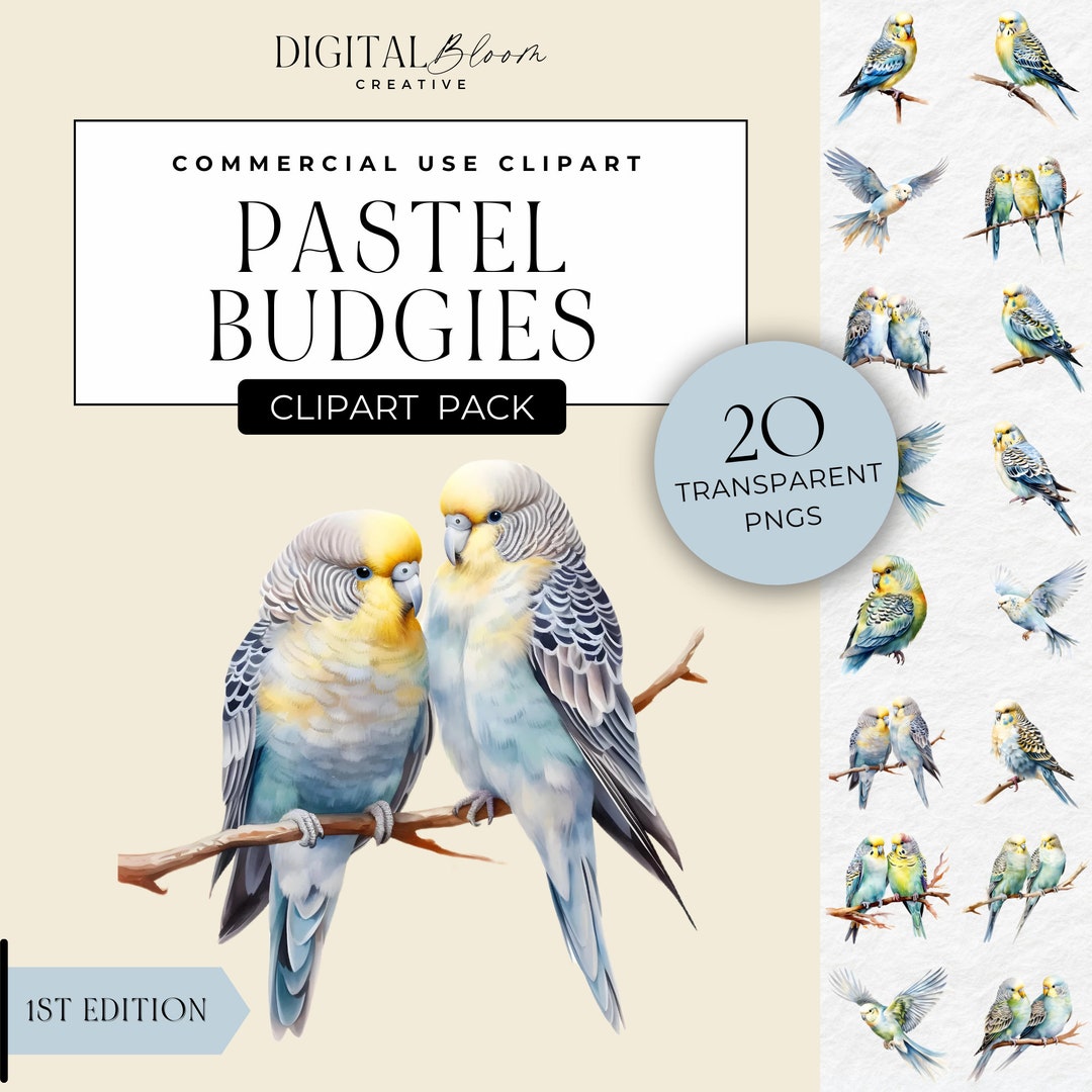 Budgie Clipart Pastel Spring Birds Clip Art Parakeet PNG Graphics ...