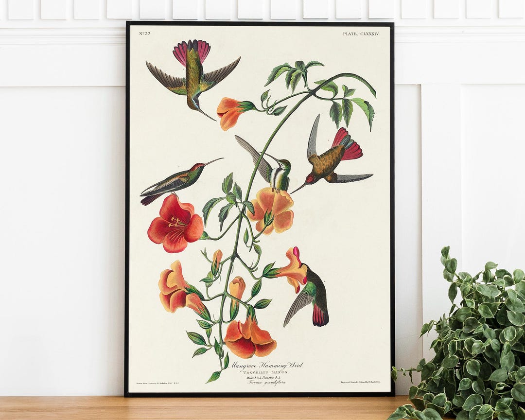 John James Audubon Hummingbird Art Print, Vintage Bird Illustration ...