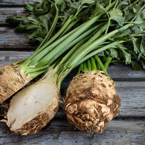 6x Celeriac 'giant Prague' Plug Plants - Etsy UK