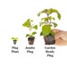 6x Celeriac 'giant Prague' Plug Plants - Etsy UK