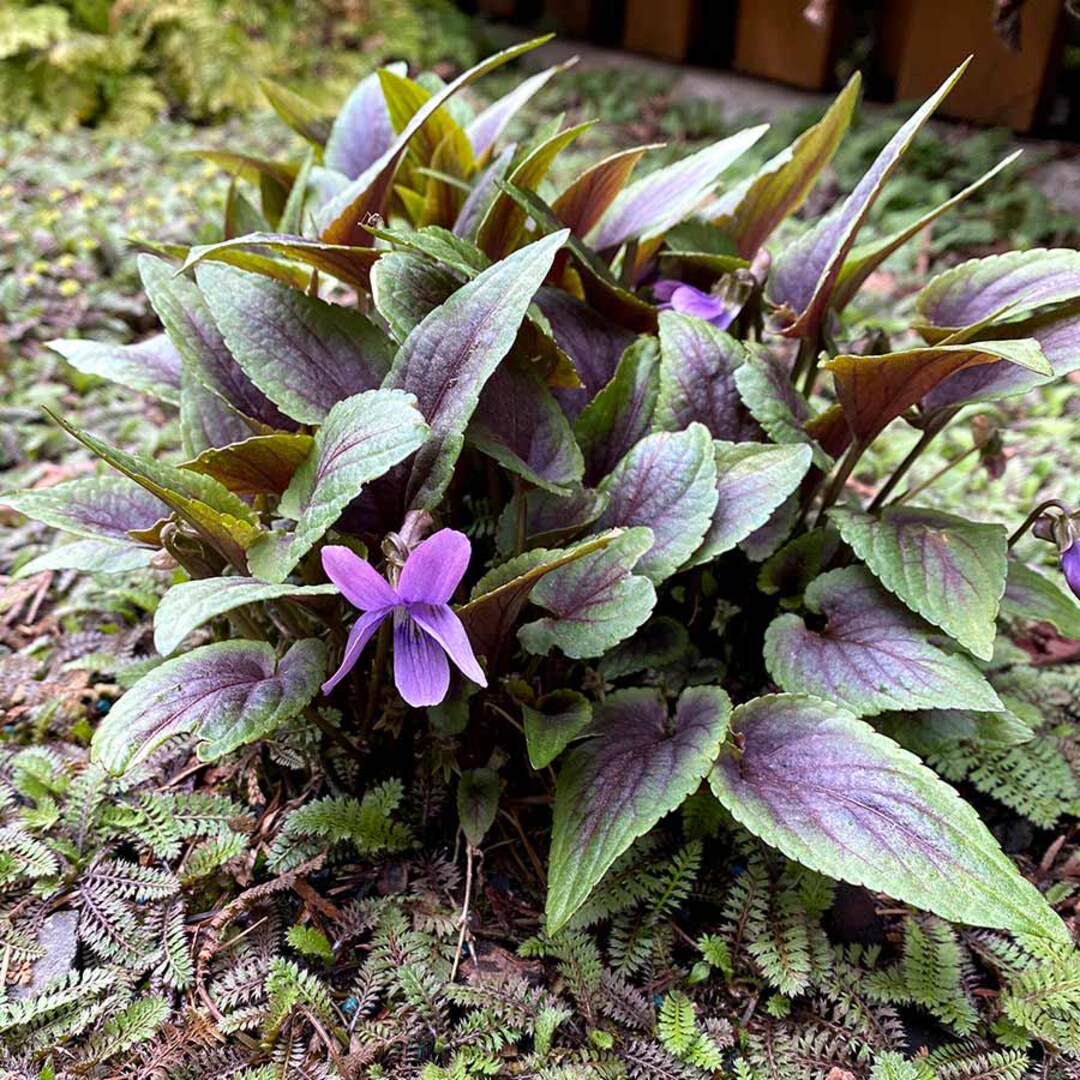2x Viola 'heartthrob' Jumbo Plug Plants - Etsy UK