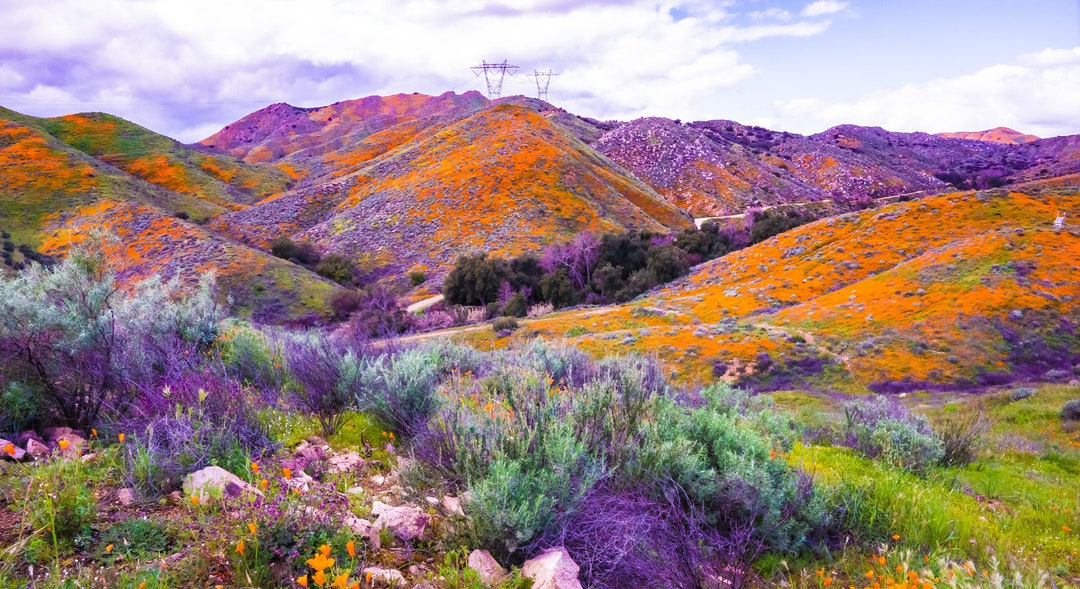 ZOOM Background beautiful Outdoor Wildflowers Nature Design MS Teams ...