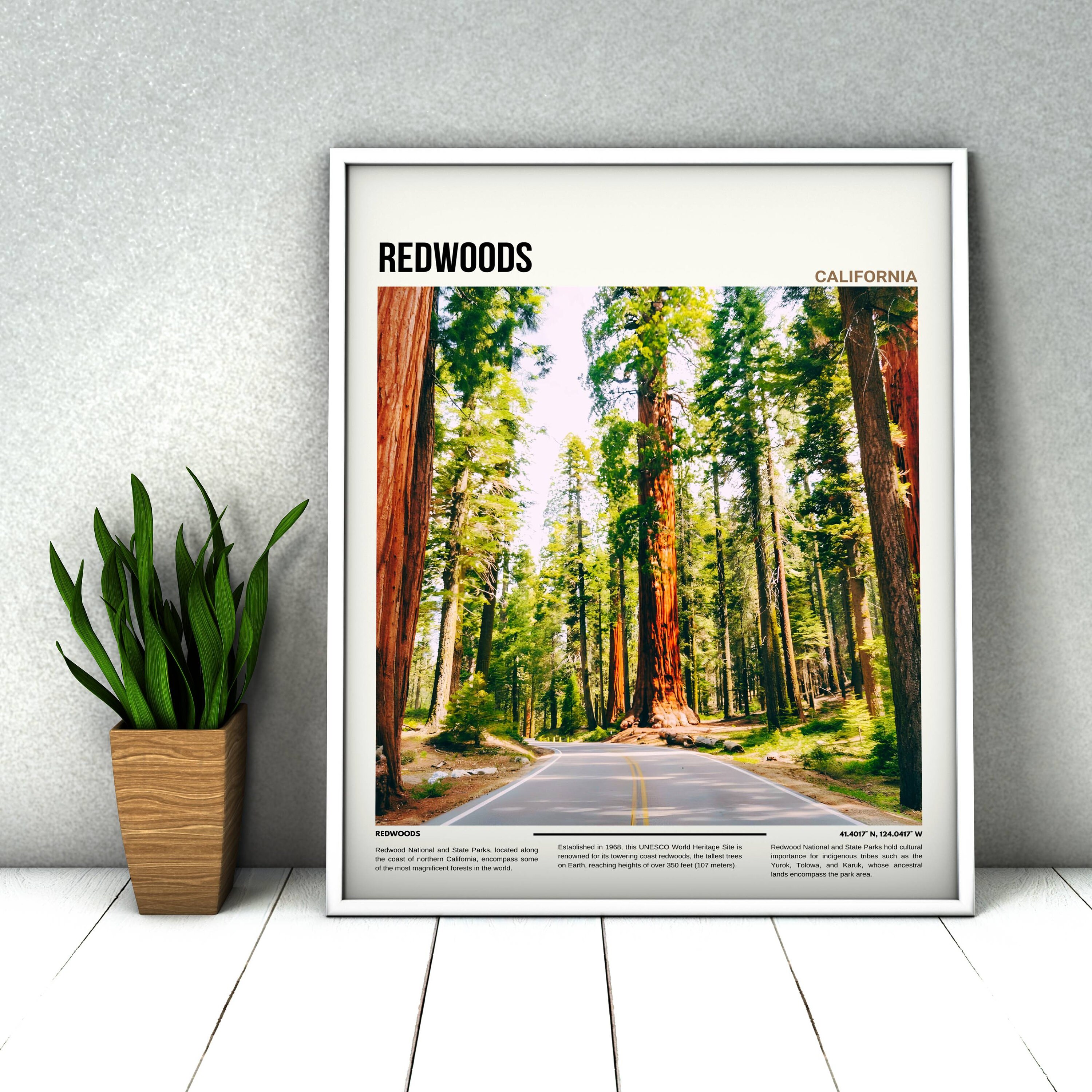 Redwood Poster, Redwood National Park Custom Travel Poster, Redwood ...