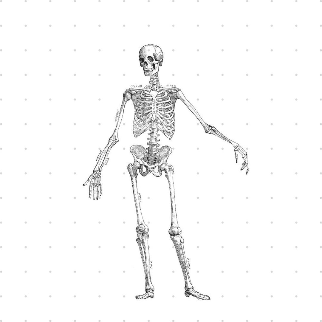 Antique Anatomy Overlays Set, Anatomy & Physiology Digital Study Bundle ...