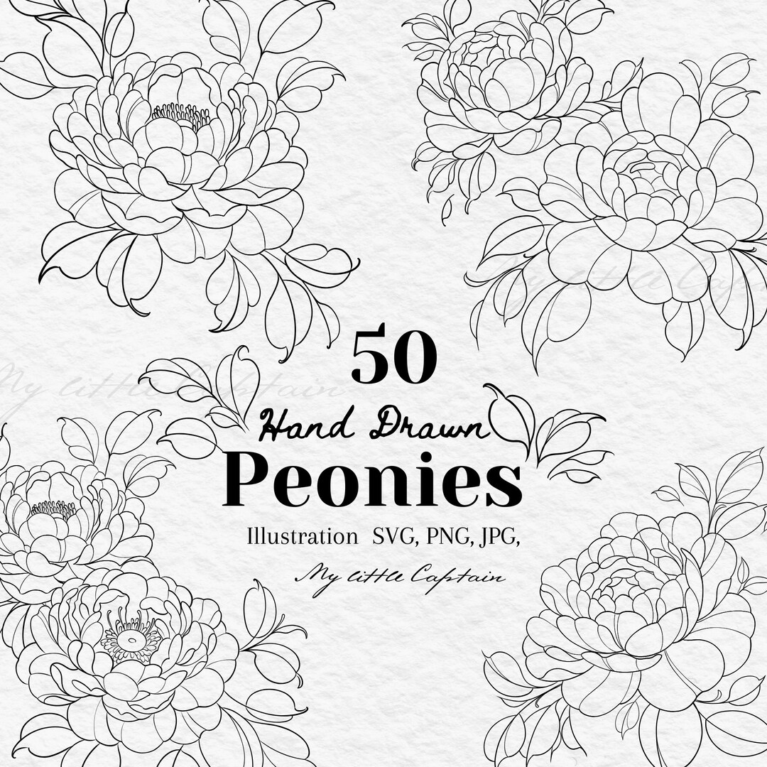 Hand Drawn Peonies Clip Art Bundle, Floral Outline Illustration, Flower ...