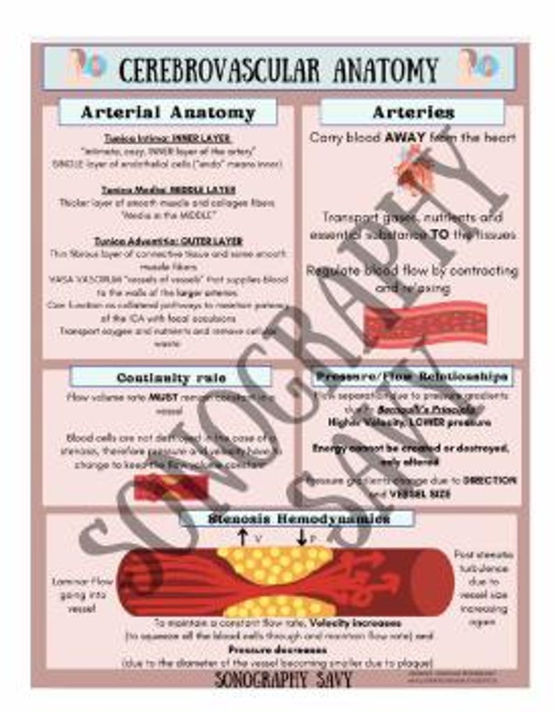 Carotid, TCD and Cerebrovascular Scanning Study Guide and Protocol - Etsy