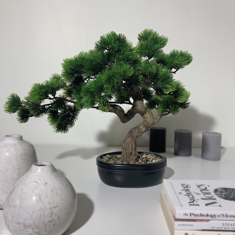 Juniper Bonsai Tree - Etsy