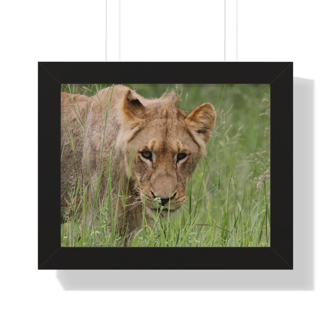 African Lion Framed Horizontal Poster - Etsy