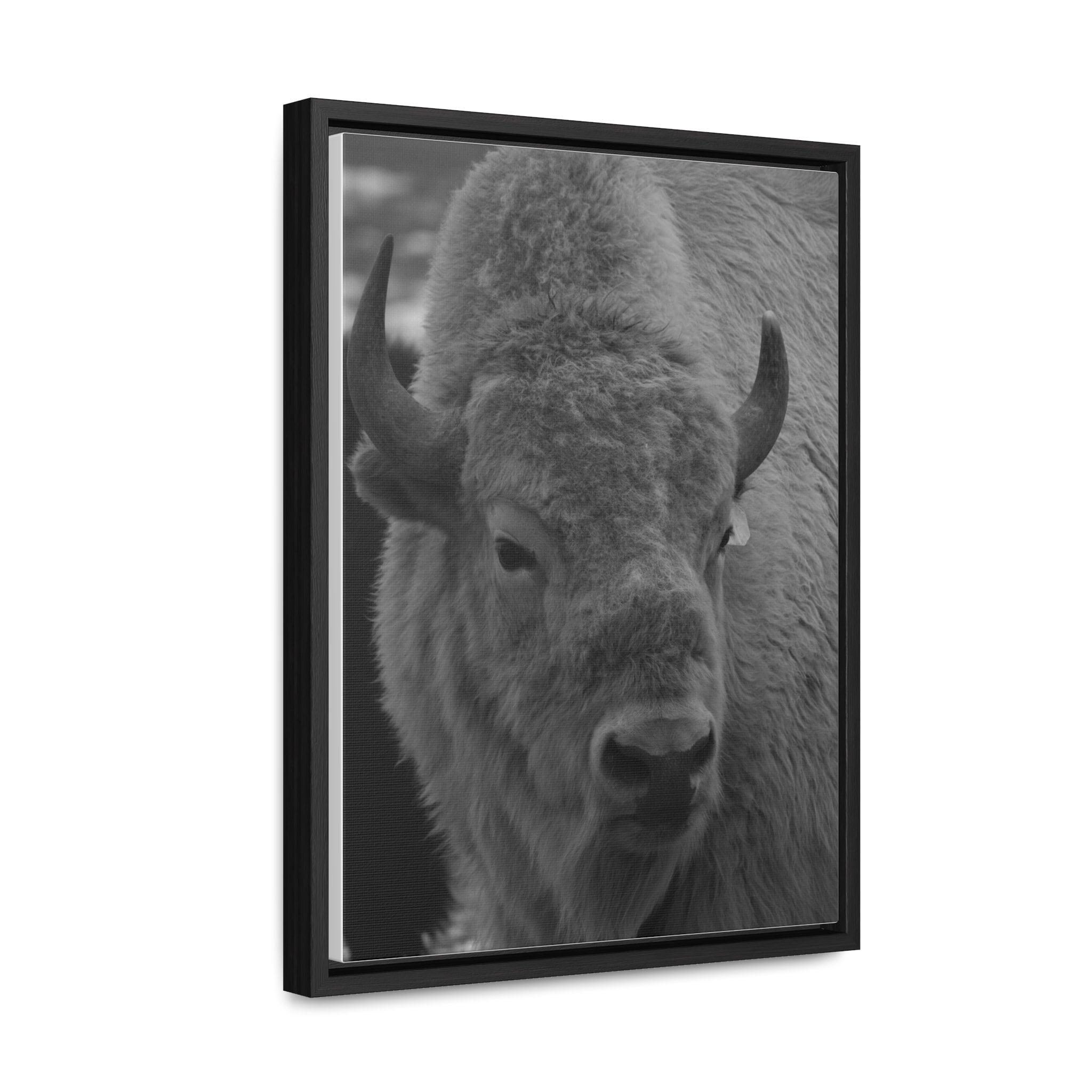 Black and White Buffalo Canvas Photo framed Photo - Etsy