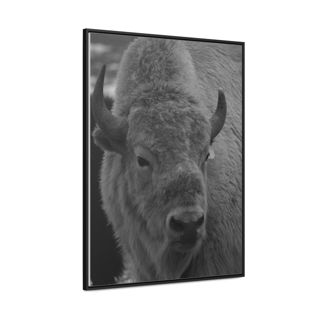 Black and White Buffalo Canvas Photo framed Photo - Etsy