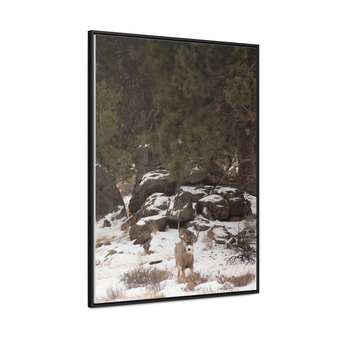 Deer Photo Framed Canvas Print - Etsy
