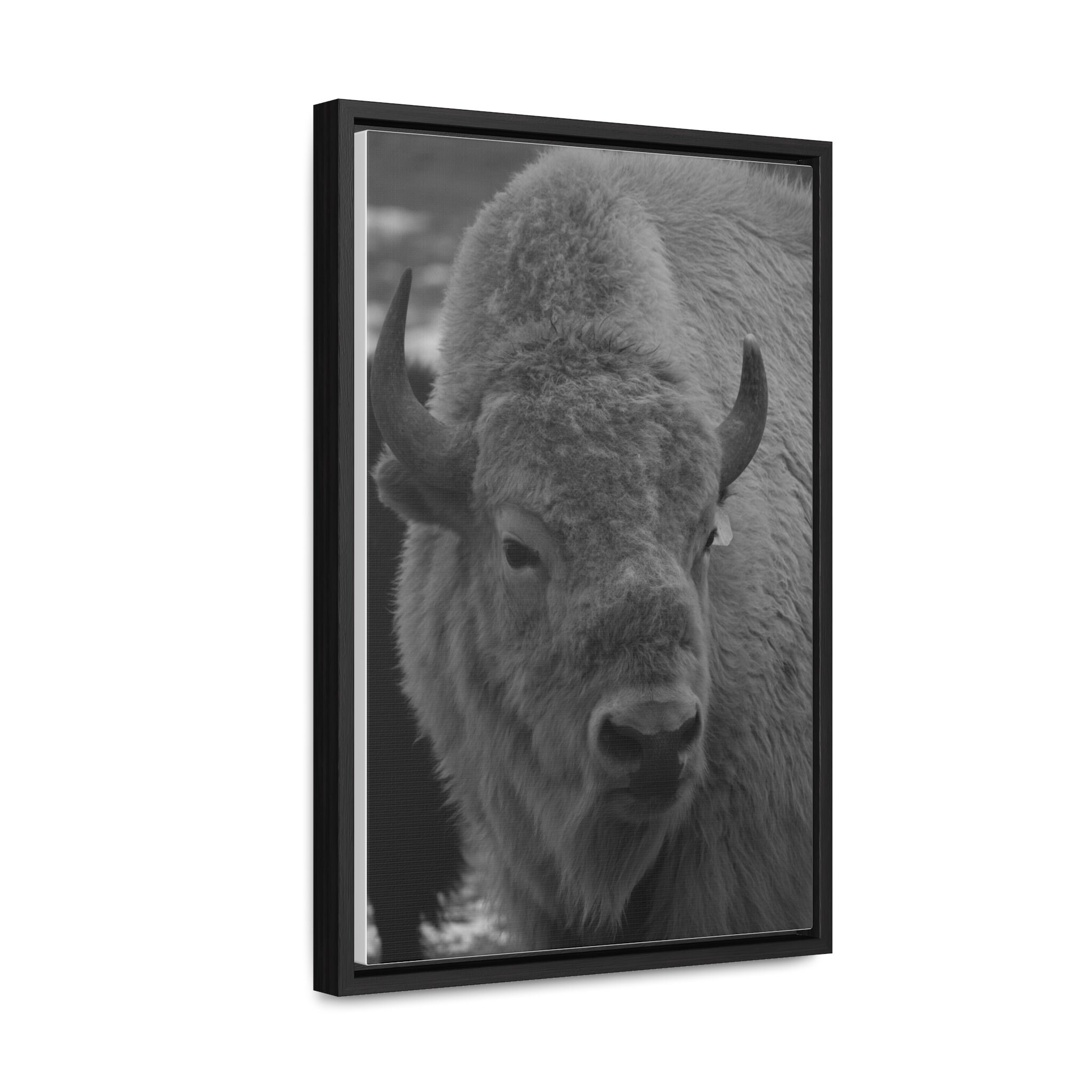 Black and White Buffalo Canvas Photo framed Photo - Etsy