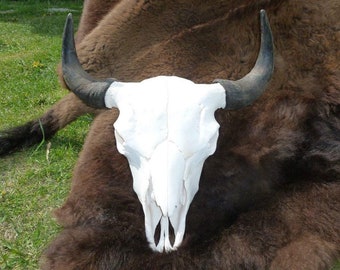 Real American Bison Buffalo Skull Western Yard Decor Art Craft Supplies ...
