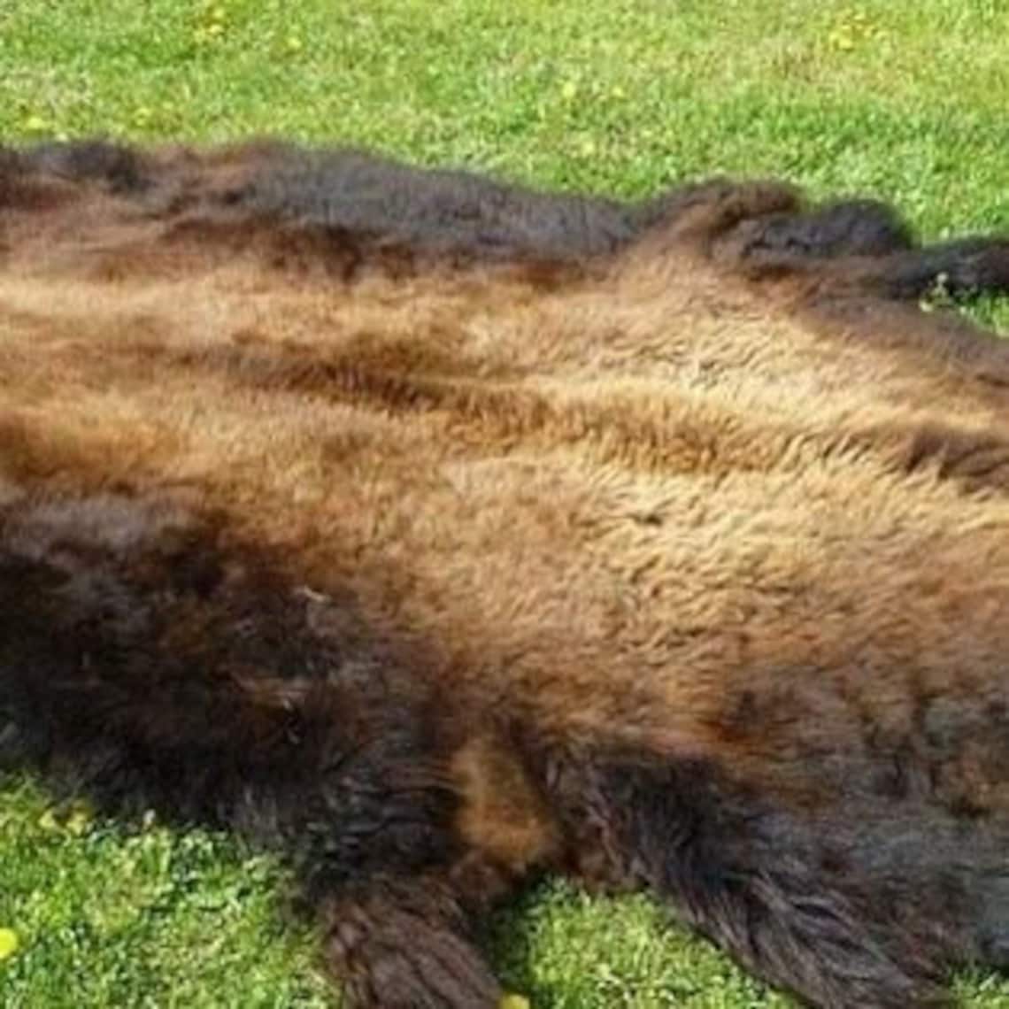 Bison Hide - Large - Etsy