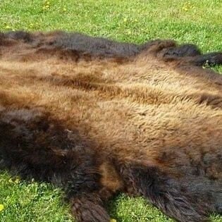 Bison Hide - Large - Etsy