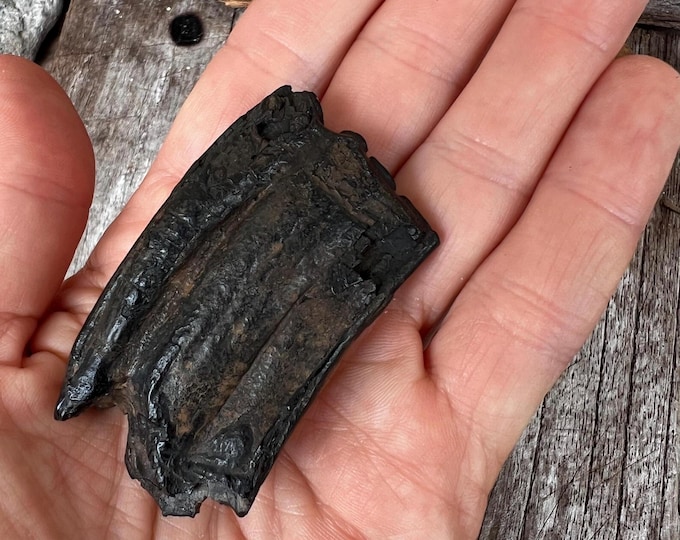 Fossilized Horse Tooth, Ice Age Horse Molar - Etsy