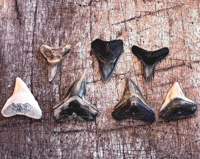 Bull Shark Teeth Assorted - Etsy