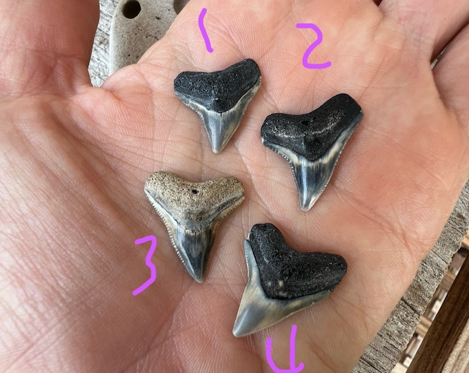 Fossil Bull Shark Teeth - Etsy