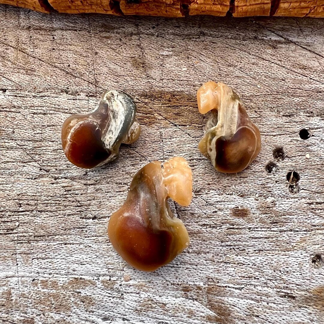 Otoliths , Fish Earbones, Fish Pearls - Etsy