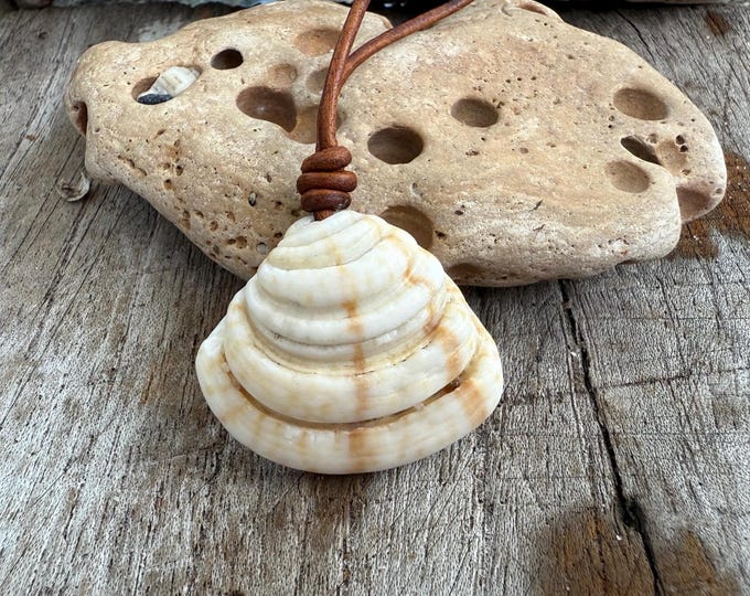 Pawleys Island Shells | Imperial Venus Clam | 1 Piece | Shells to ...