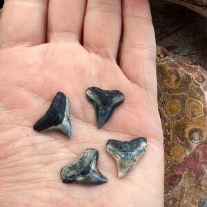 Fossil Bull Shark Teeth - Etsy