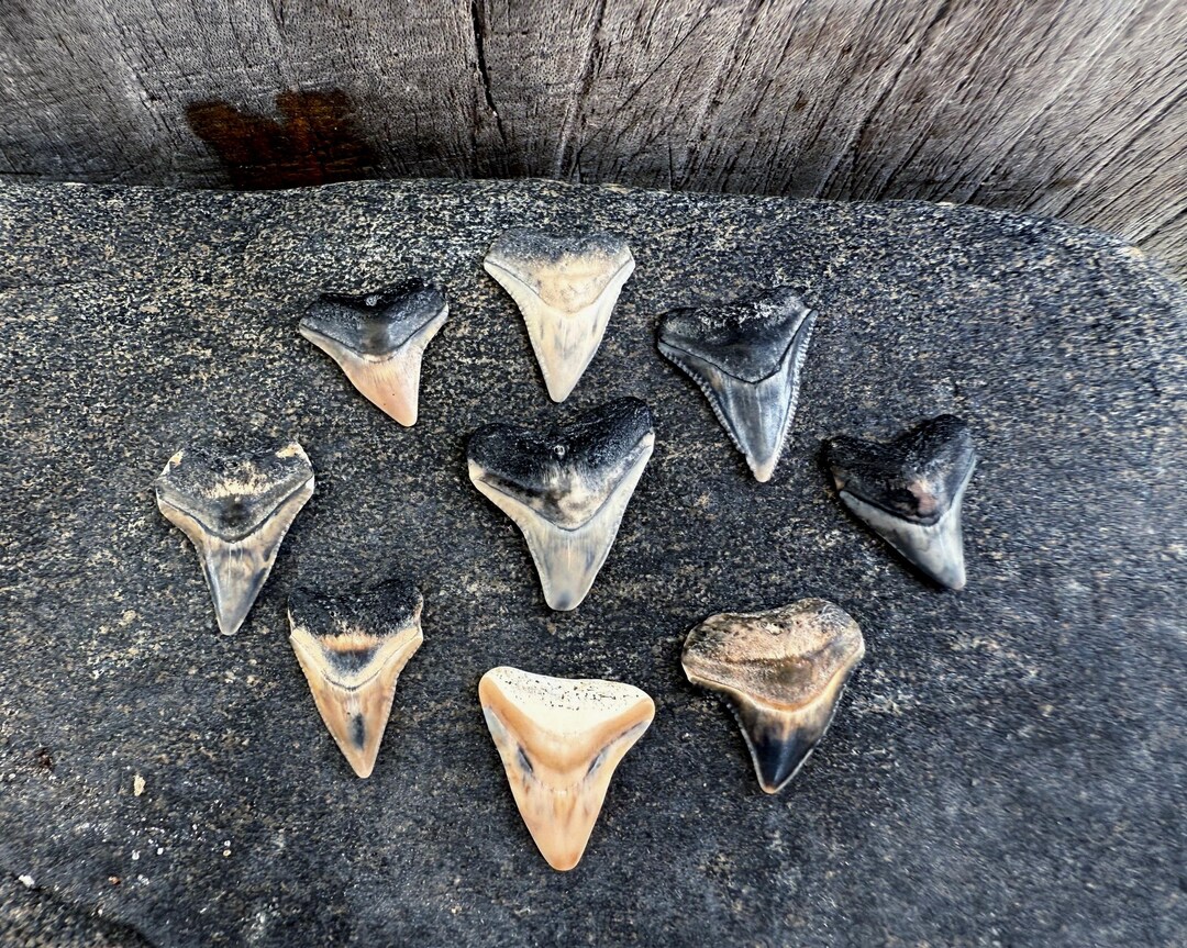 Bulk Surf-weathered Bull Shark Teeth - Etsy