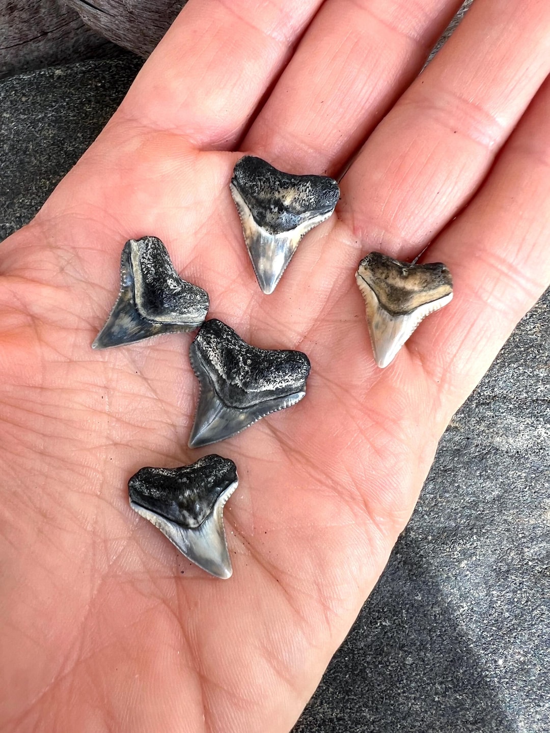 Bull Shark Teeth Bundle - Etsy