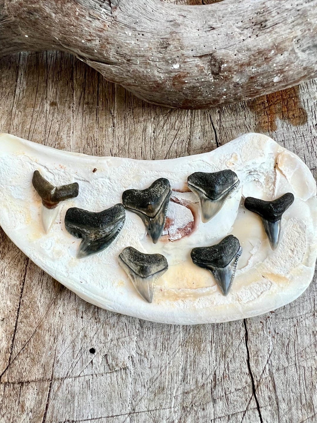 Juno Beach Shark Teeth - Etsy