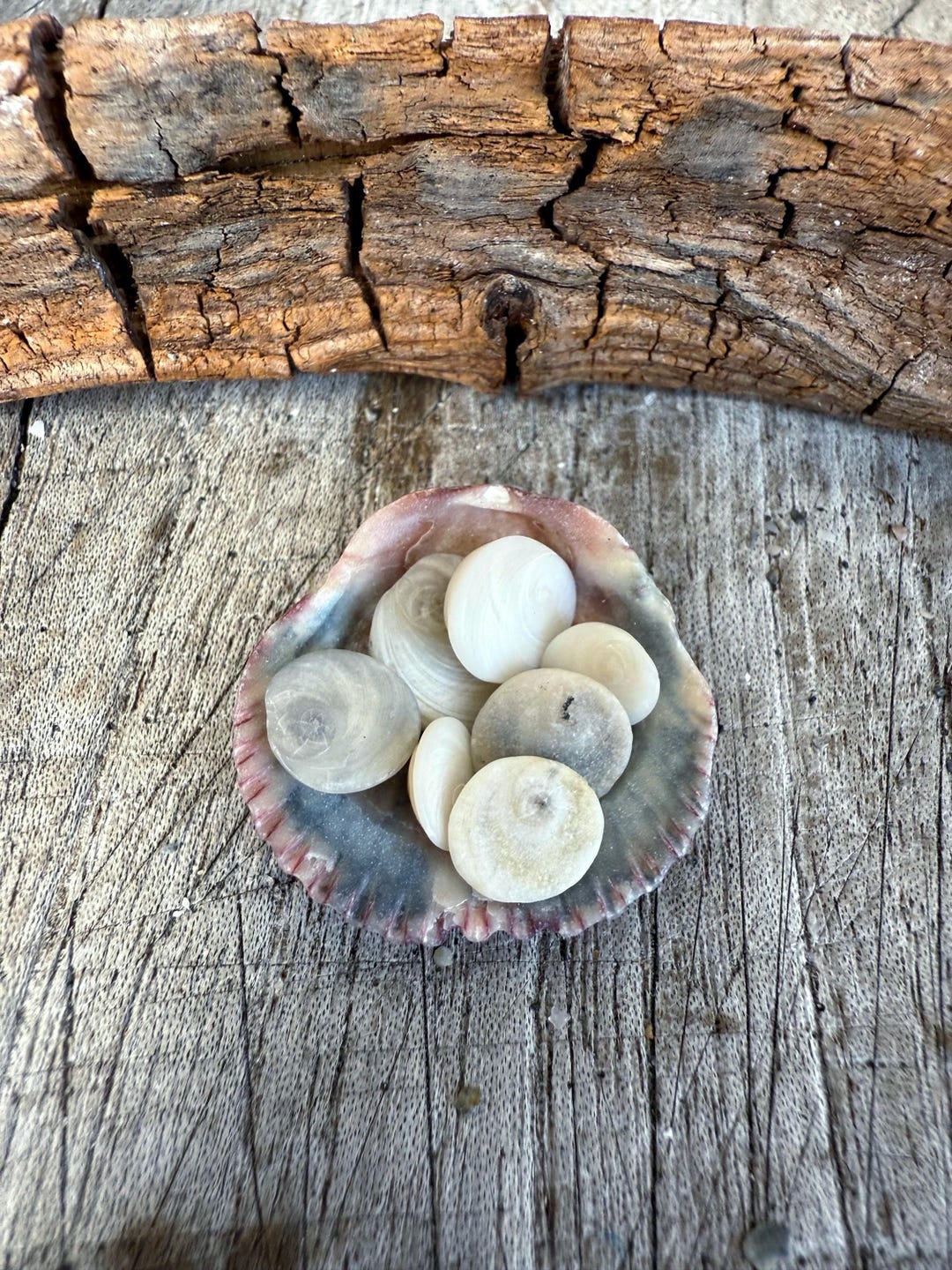Shiva Eyes, Florida Operculum Shells - Etsy