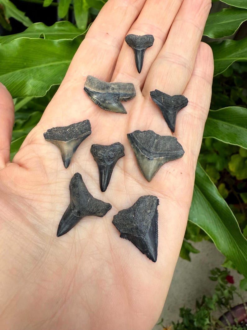 Florida Creek Fossil Shark Teeth - Etsy