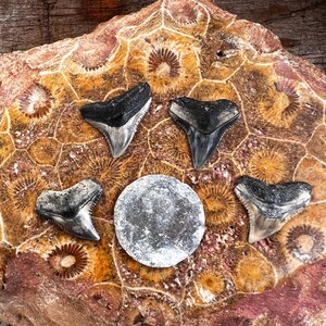 Fossil Bull Shark Teeth - Etsy