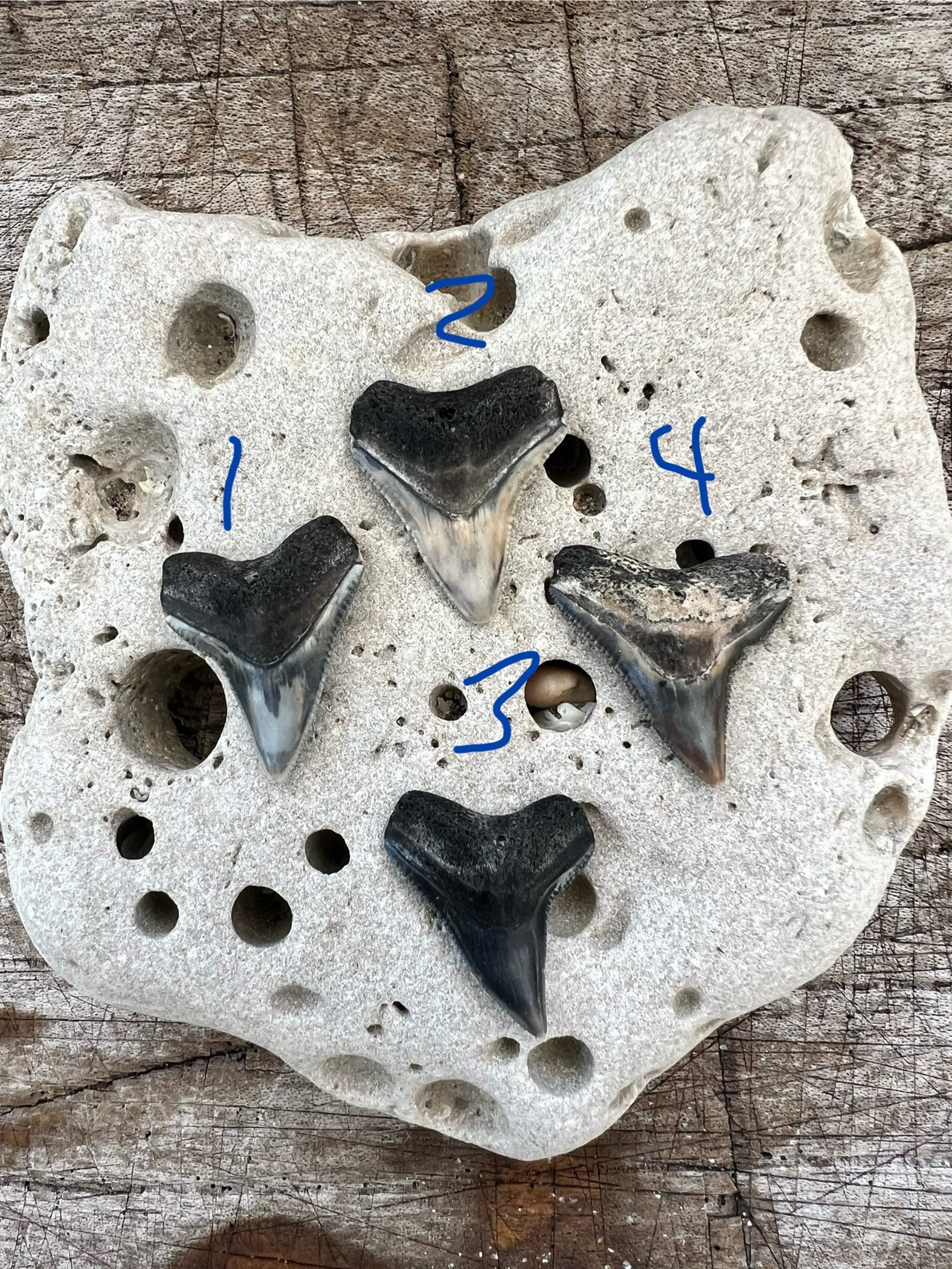 Fossil Bull Shark Teeth - Etsy
