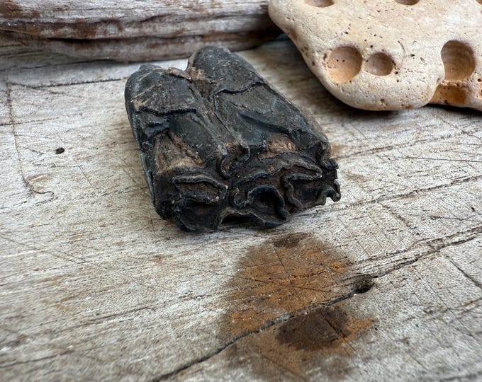 Fossilized Horse Tooth, Ice Age Horse Molar - Etsy
