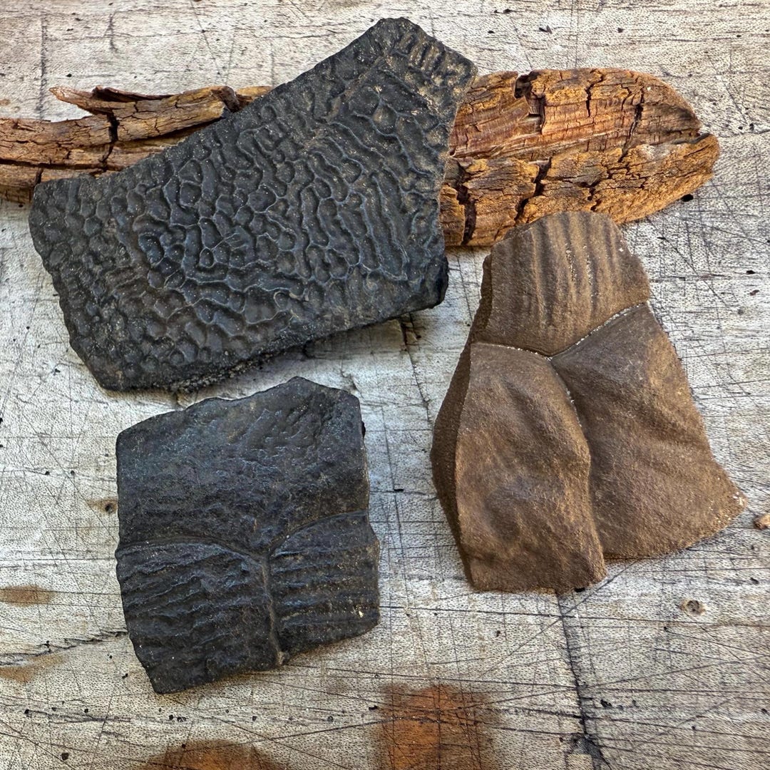 Fossil Turtle Shell Pieces (3) - Etsy