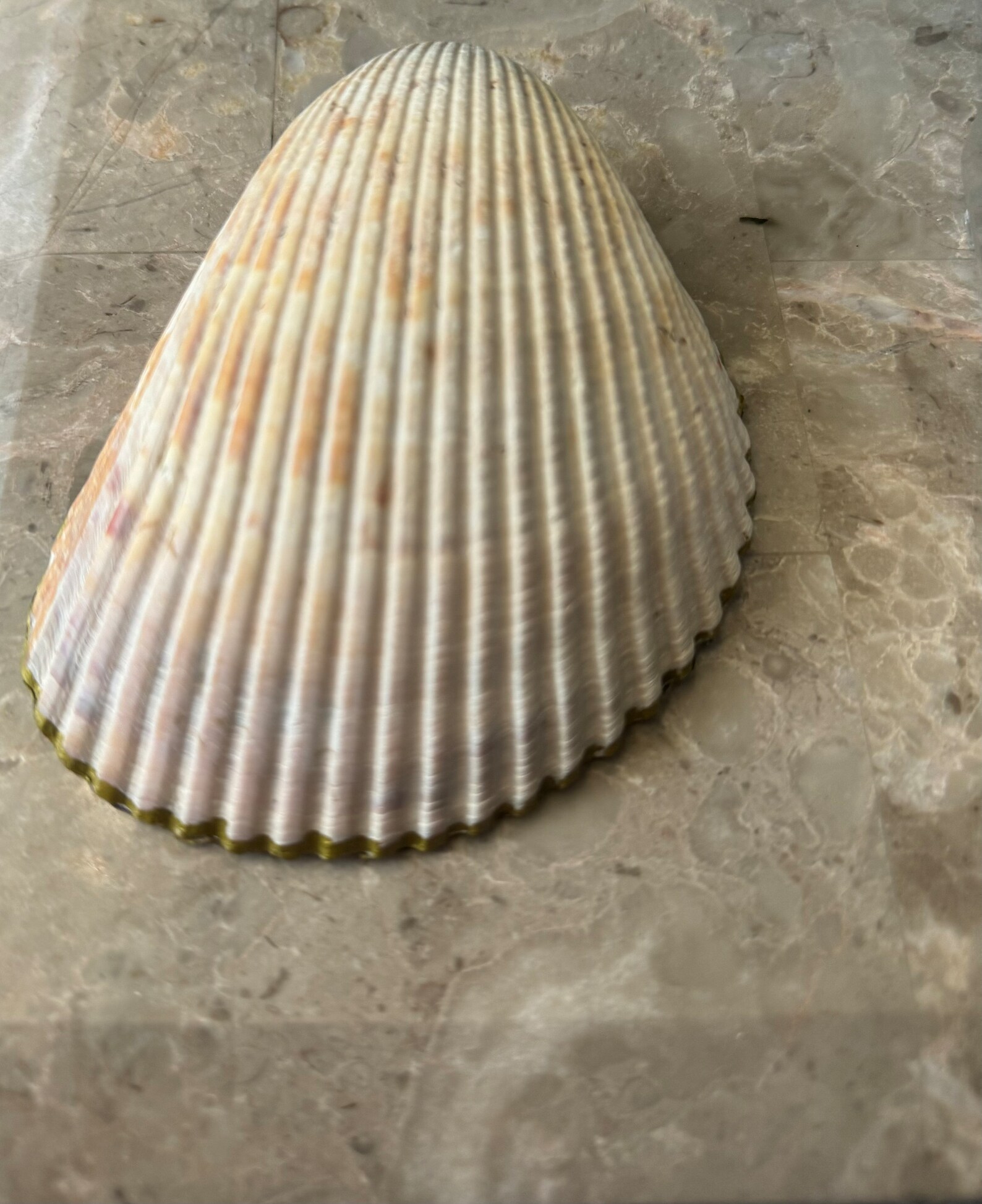 Decoupage Shell - Etsy