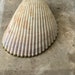 Decoupage Shell - Etsy