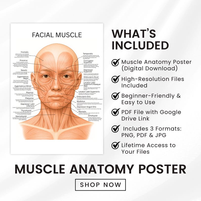 Face & Neck Muscles Anatomy Chart Poster, Dermatologist, Esthetician ...
